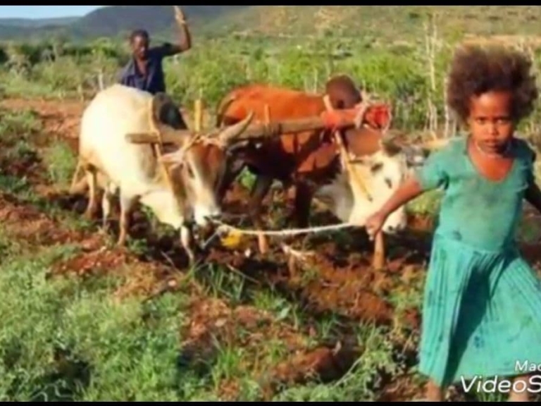 Video – Eritrean Jeberti Network